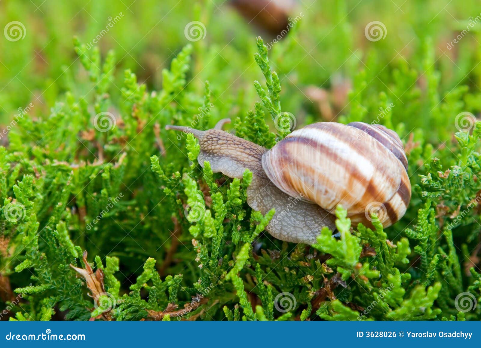 Edible Snail (Helix Pomatia) Stock Photo - Image of garden, cameo: 3628026