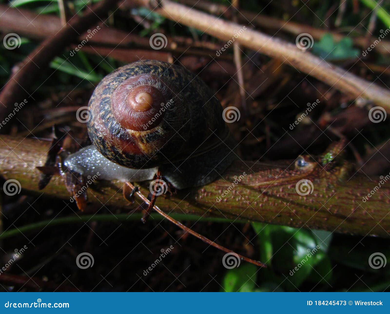 Edible Snail on the Tree Branch in Malta Stock Image - Image of life ...