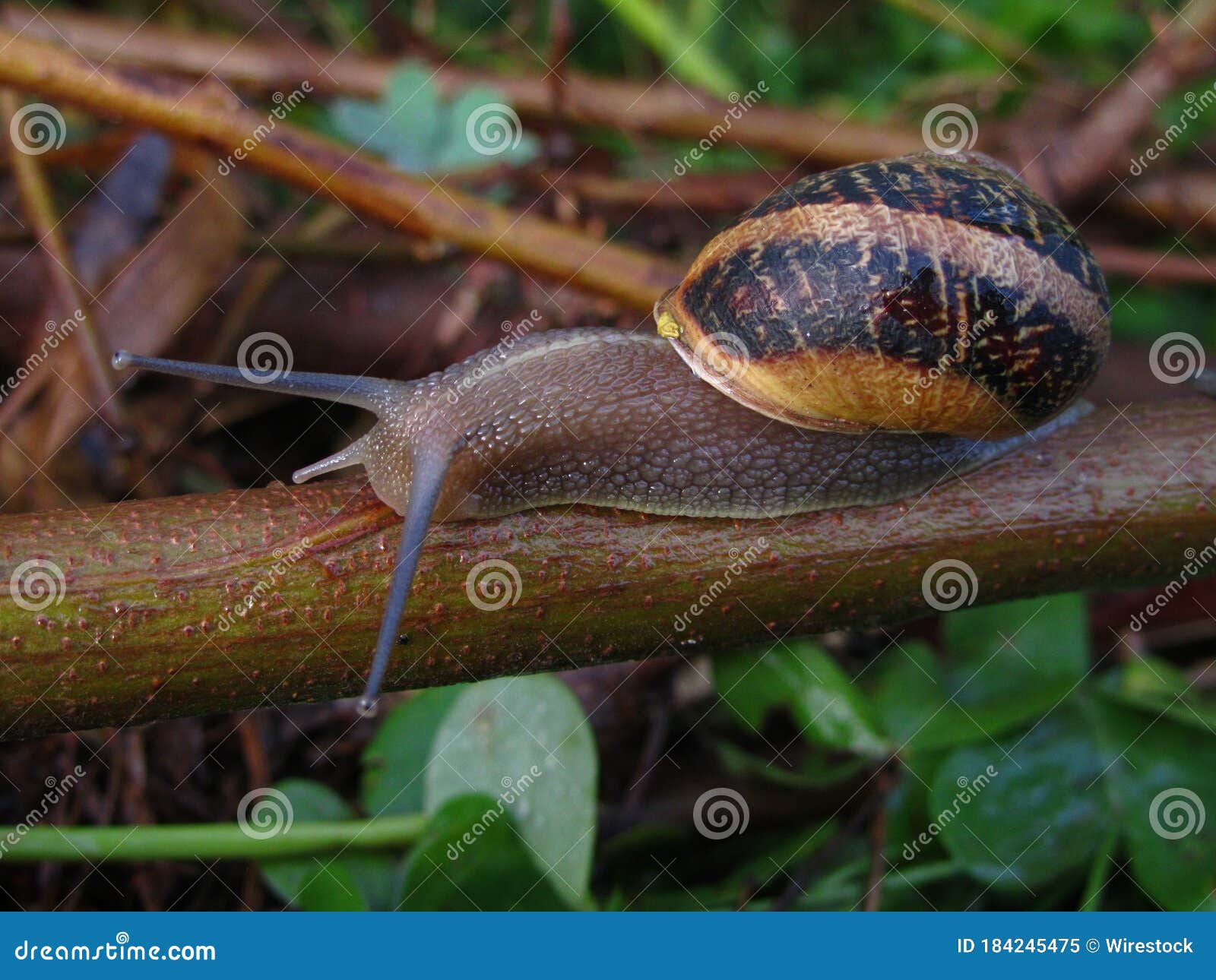 Edible Snail on the Tree Branch in Malta Stock Image - Image of macro ...