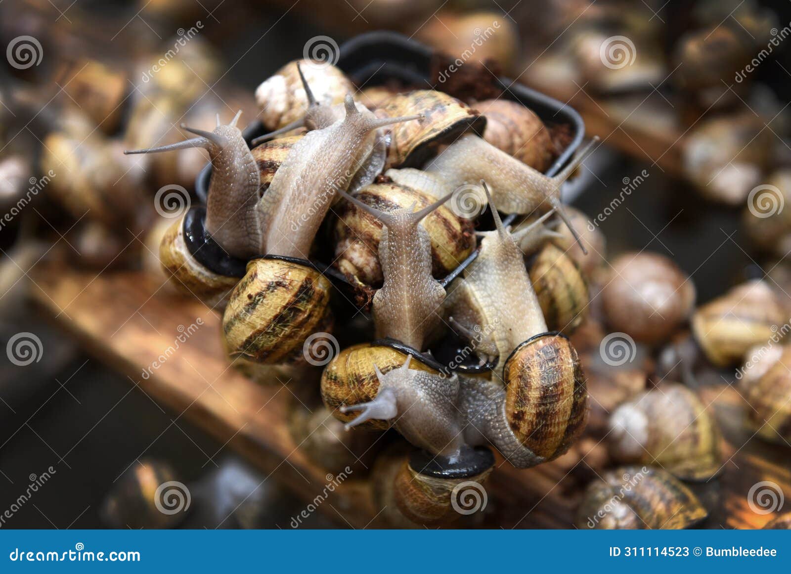 Edible Snails Farm. Grape Snails Stock Image - Image of reproduction ...