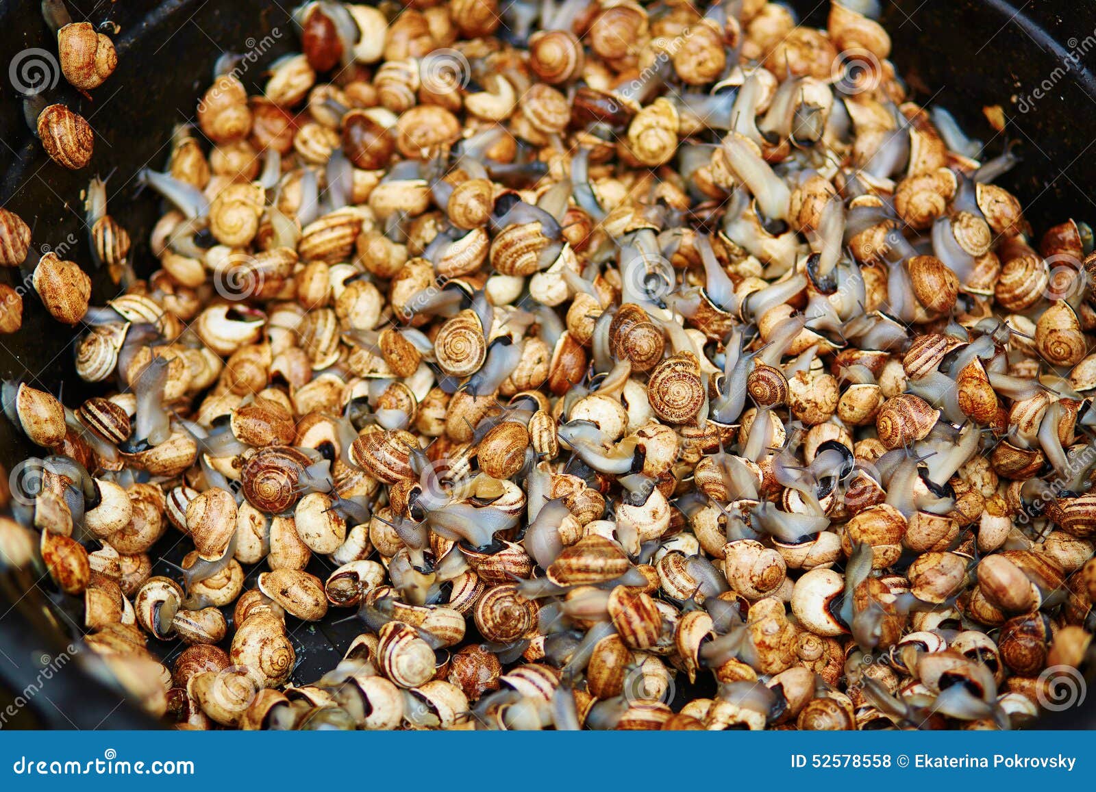 Edible Snails on a Marketplace on Marrakech Stock Photo - Image of ...