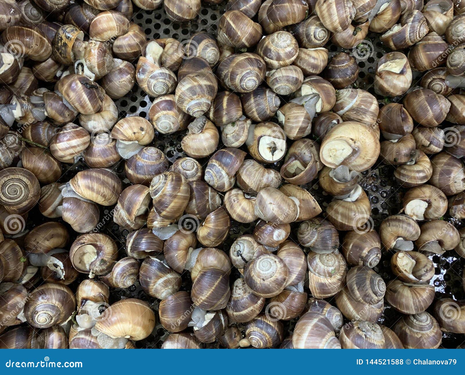 Edible Snails in the Supermarket Snails Background Stock Photo - Image ...