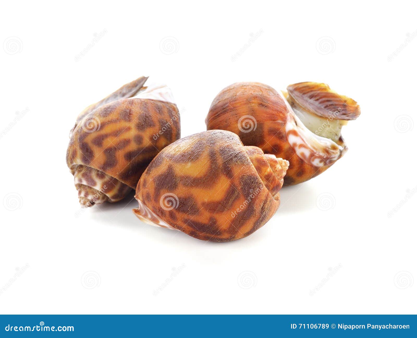 Raw Edible Sea Snails, Whelks Close-up And Lemon, Parsley, Garlic On A ...