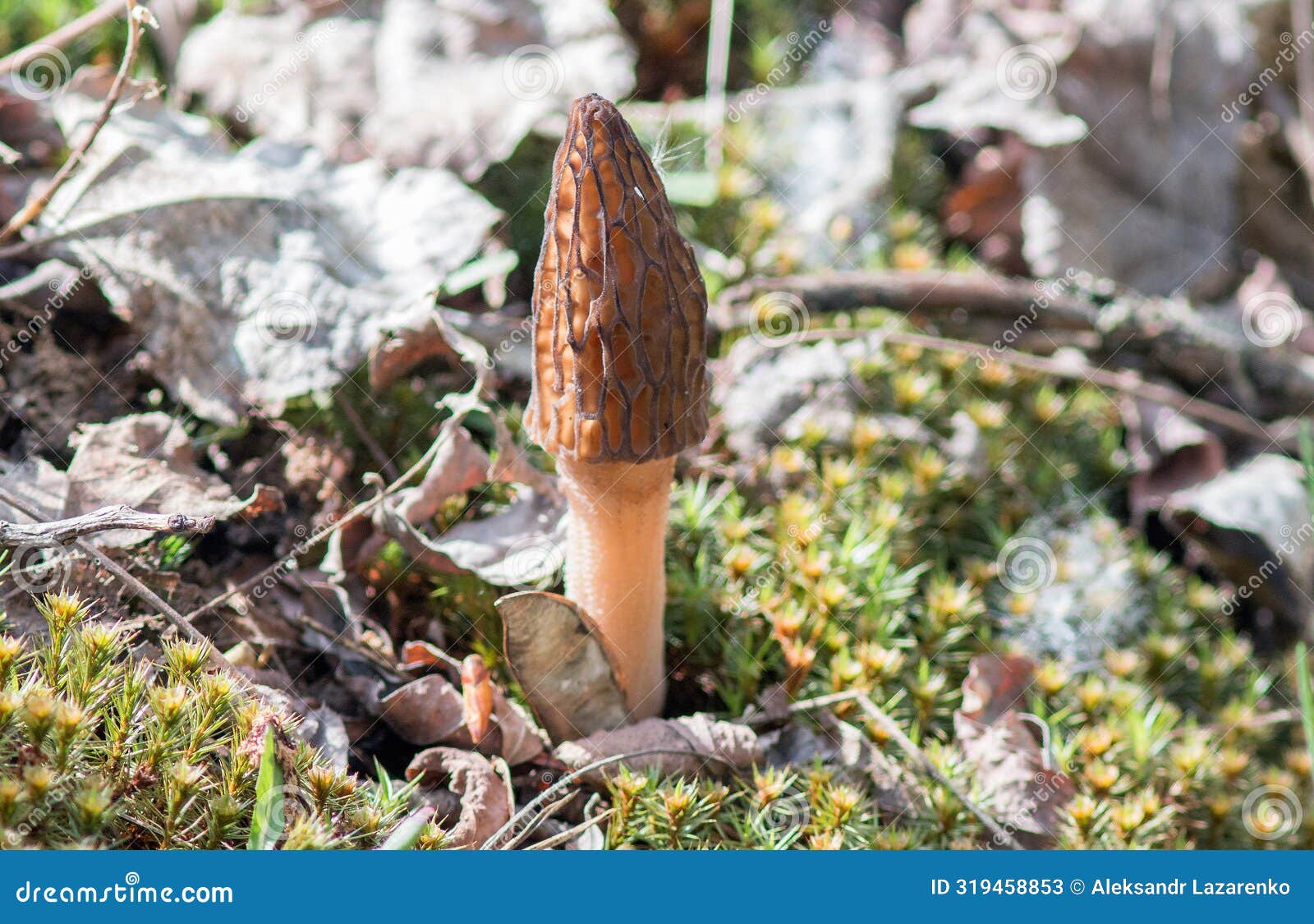 Edible Spring Morel Mushroom Growing among the Grass Stock Image ...