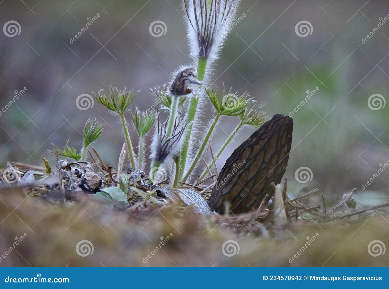 Edible Spring Mushroom Morchella Conica Morel Stock Photo - Image of ...