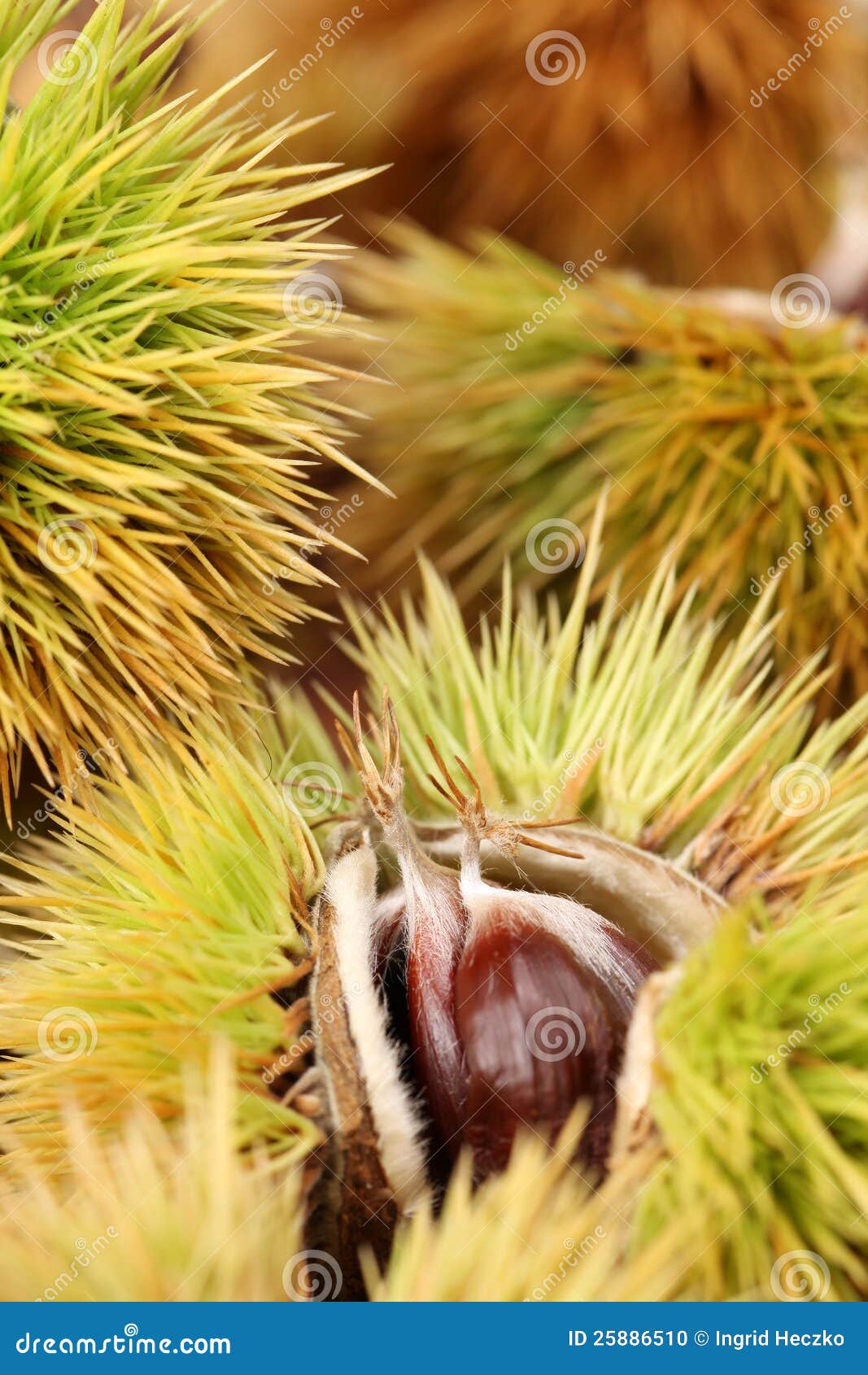 Edible Sweet Bananas Stock Photo | CartoonDealer.com #130320900