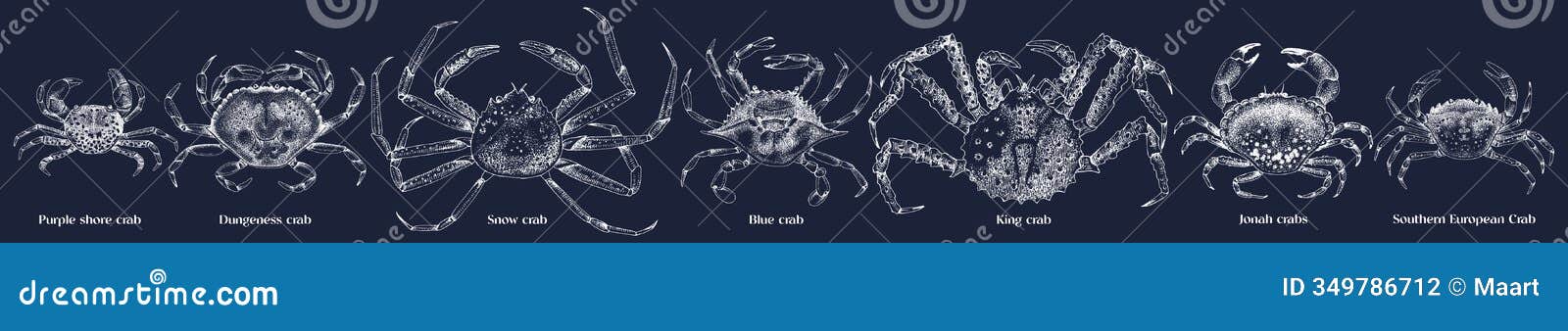 Edible Types of Crabs Vector Illustration Stock Illustration ...