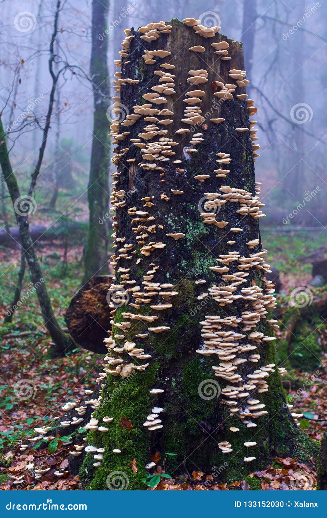 Edible White Mushrooms on Tree Bark Stock Photo - Image of edible ...