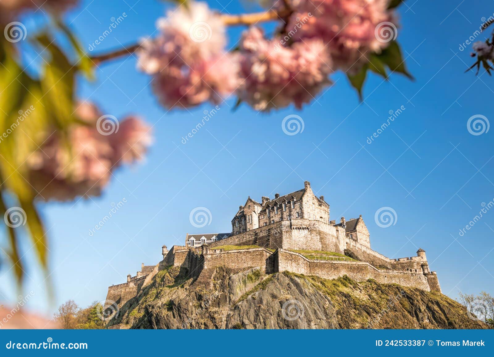 Edinburgh Castle Against Blue Sky with Flowering Tree during Springtime ...
