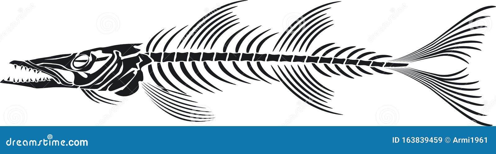 Barracuda Skeleton