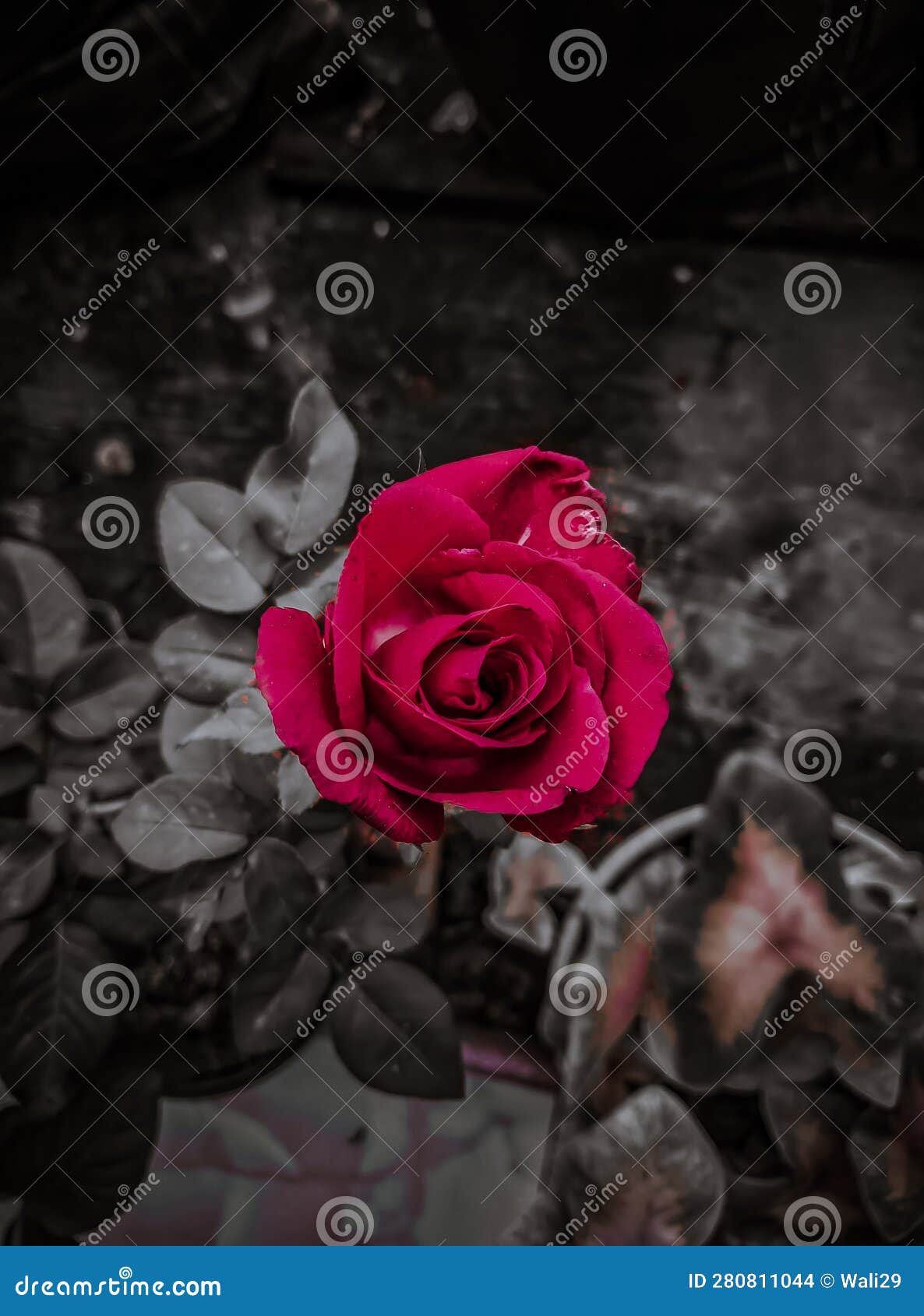 Edited Aesthetic Roses. Flower Red Beautiful Black Background Stock Photo - Image of roses ...