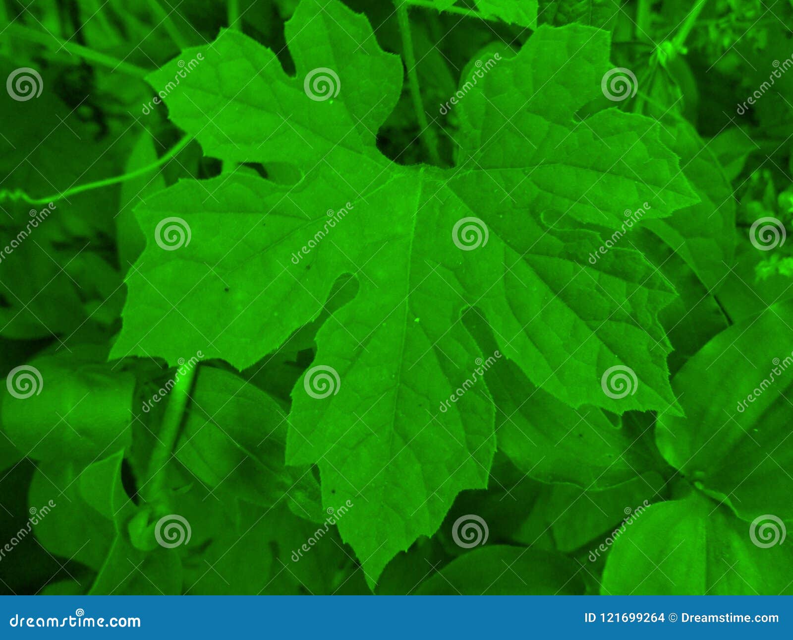 Edited Leaves in Different Colour Stock Photo - Image of colour ...