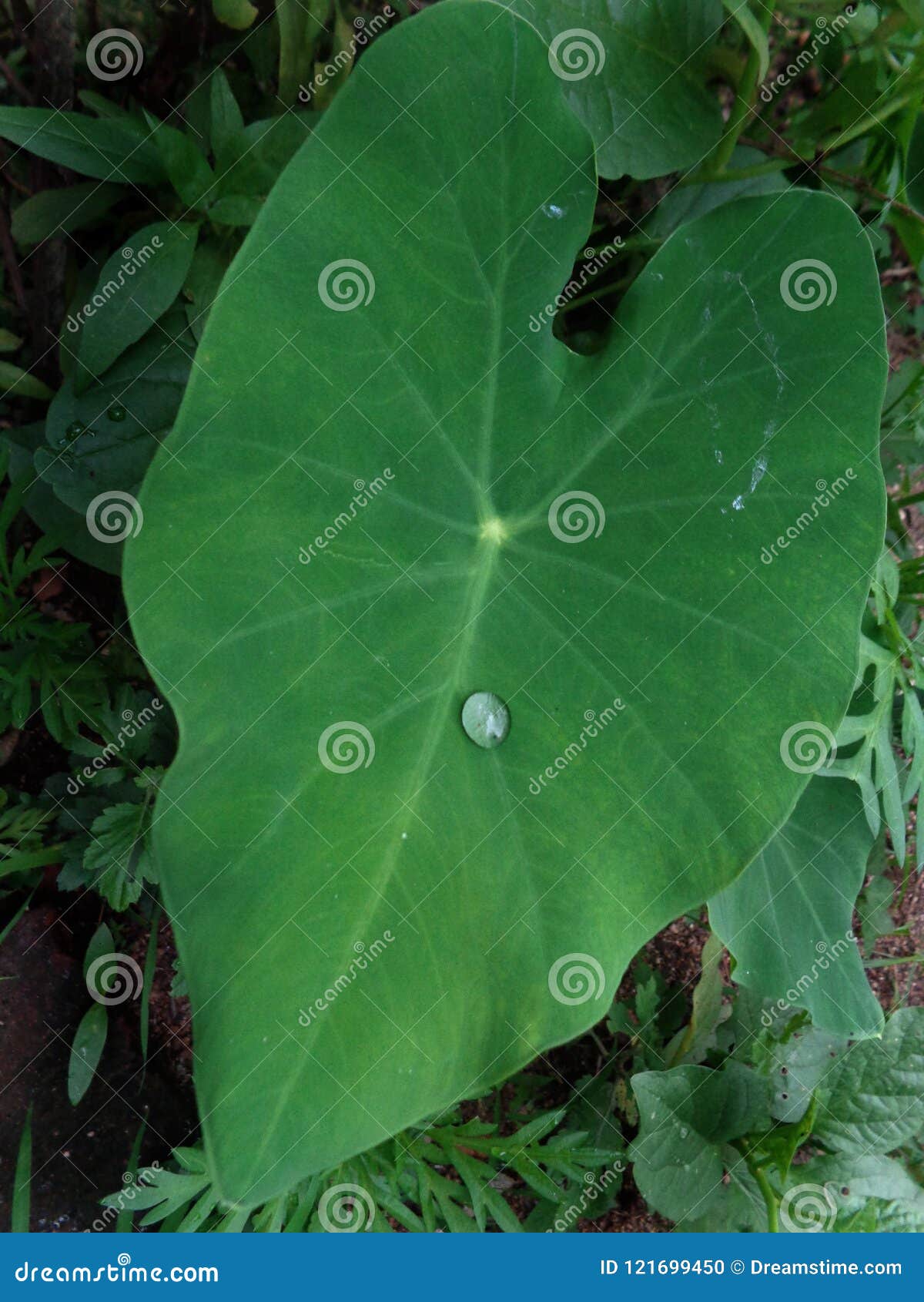 Edited Leaves in Different Colour Stock Photo - Image of leaves ...
