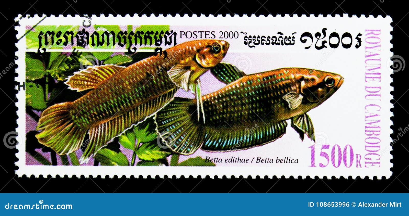 Edithae Del ` S Mouthbrooder Betta De Edith, Bellica Delgado De Betta ...