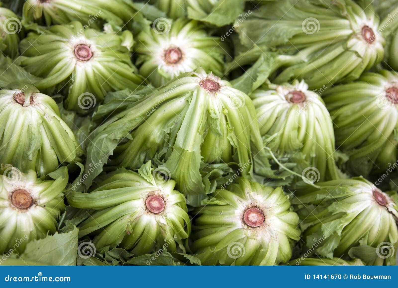 Edive stock photo. Image of natura, cuisine, endive, green - 14141670