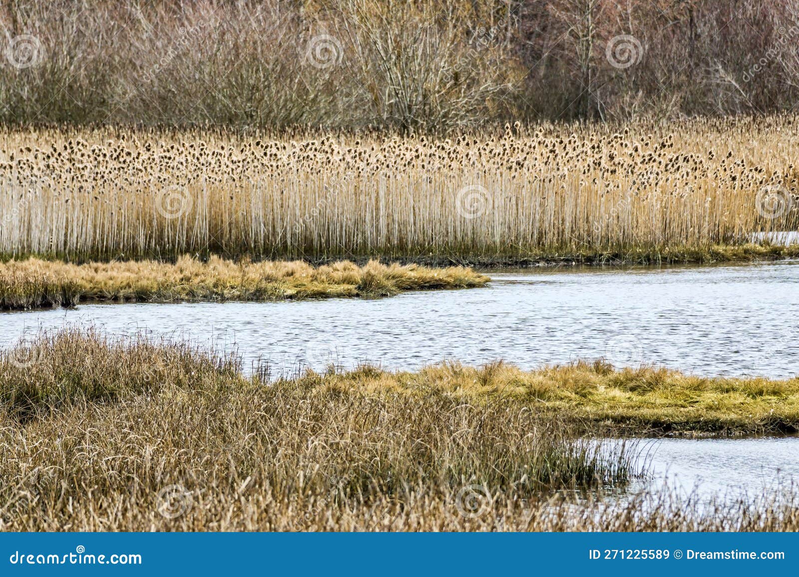 Edmonds Marsh Landscape Scene 2 Stock Image - Image of nature, edmond ...