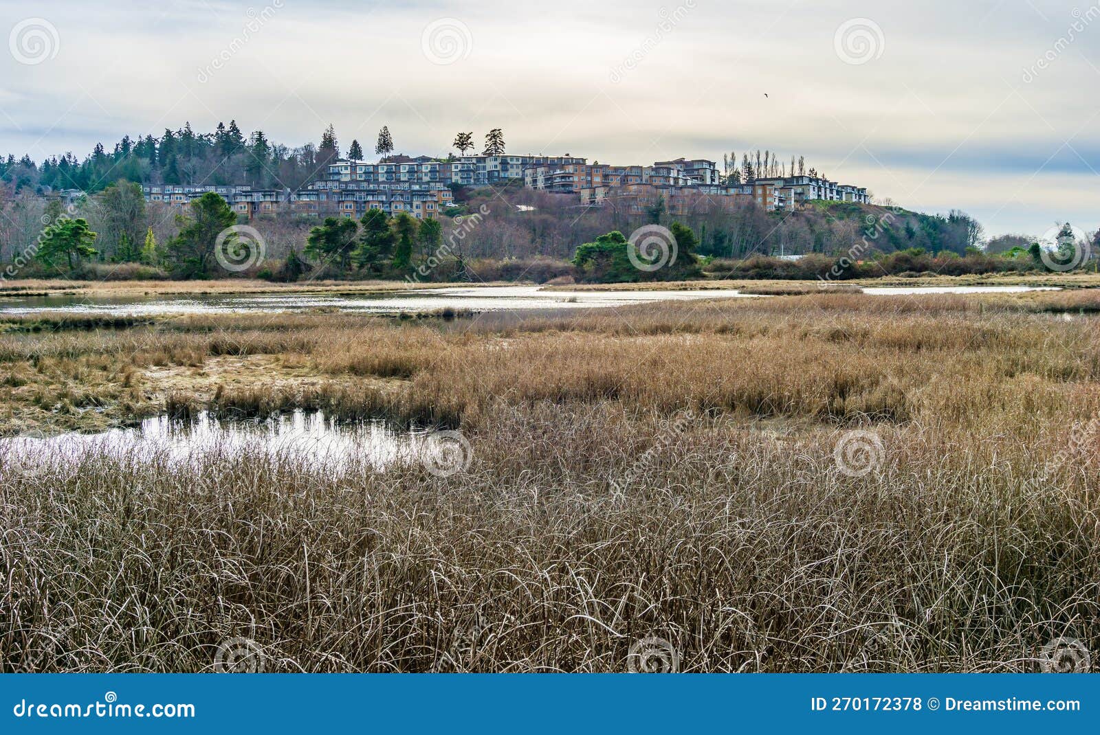 Edmonds Marsh in Winter 10 stock photo. Image of nature - 270172378