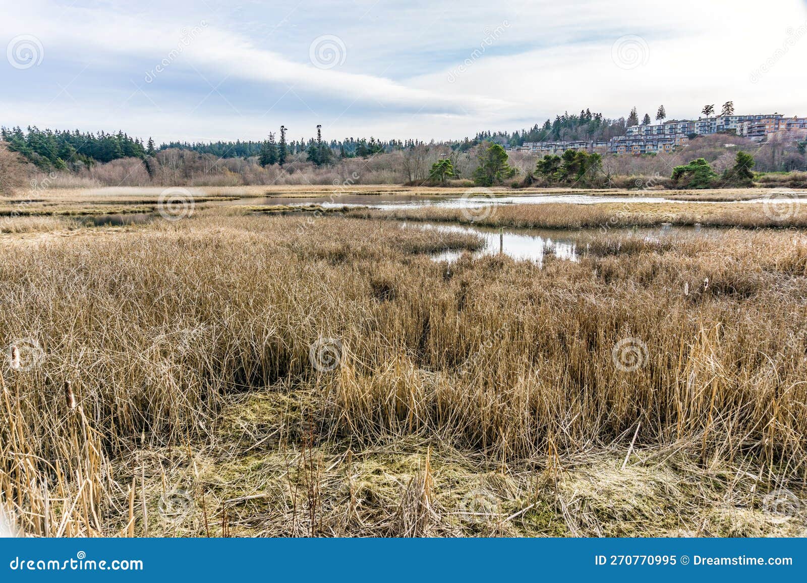 Edmonds Marsh in Winter 11 stock image. Image of washington - 270770995