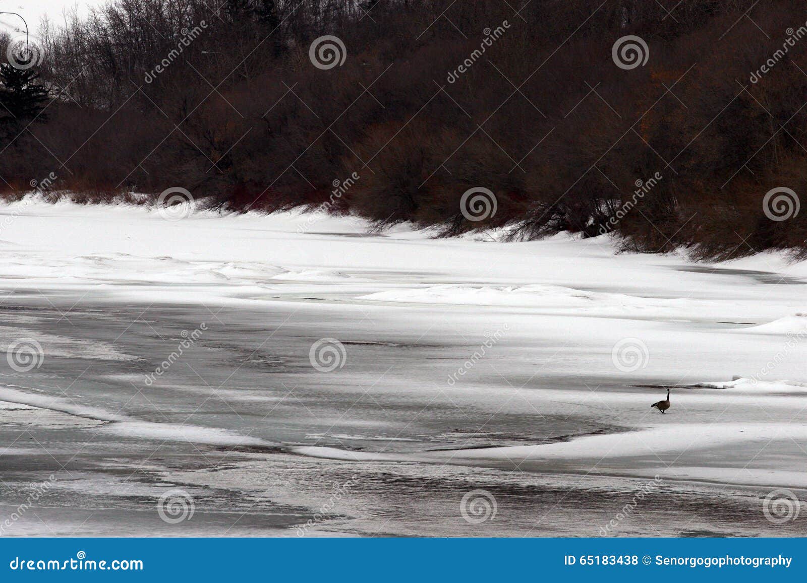 Edmonton Winter stock photo. Image of bird, alberta, frozen - 65183438