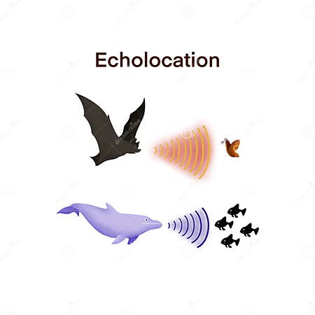 Echolocation in Bats and Dolphins,Dolphins and Bats Hunt Their Prey by ...