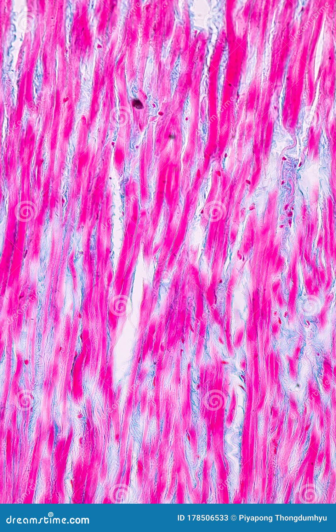 Education Anatomy and Histological Sample of Human Stock Image - Image ...