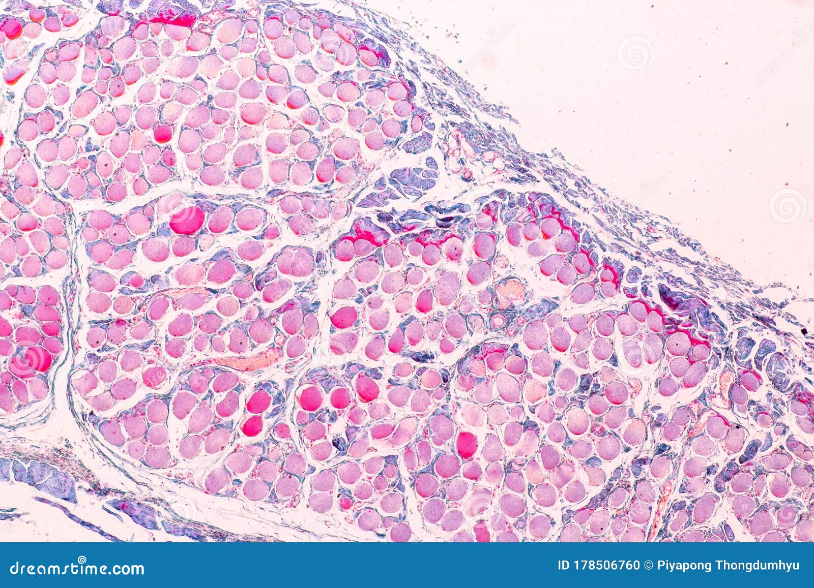 Education Anatomy and Histological Sample of Human Stock Photo - Image ...