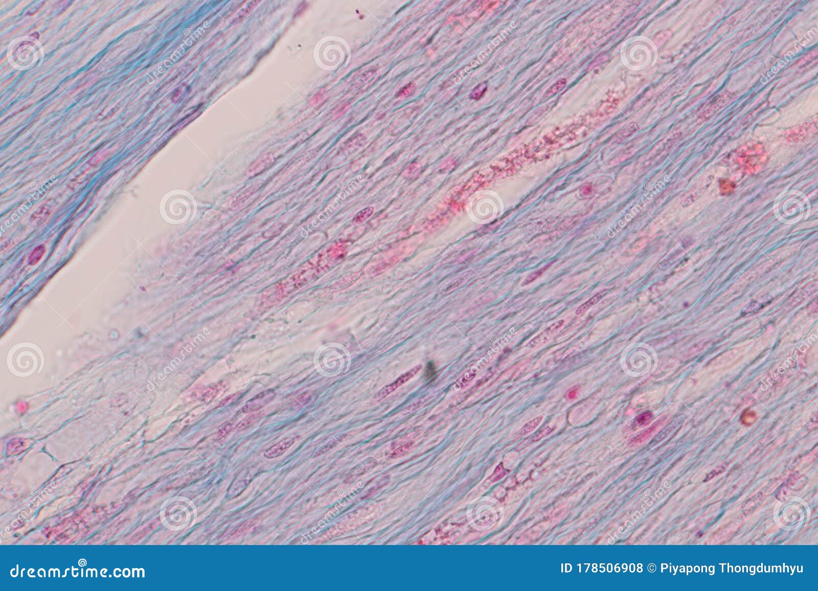 Education Anatomy and Histological Sample of Human Stock Photo - Image ...