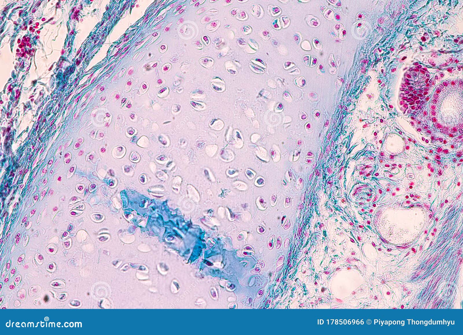 Education Anatomy and Histological Sample of Human Stock Photo - Image ...