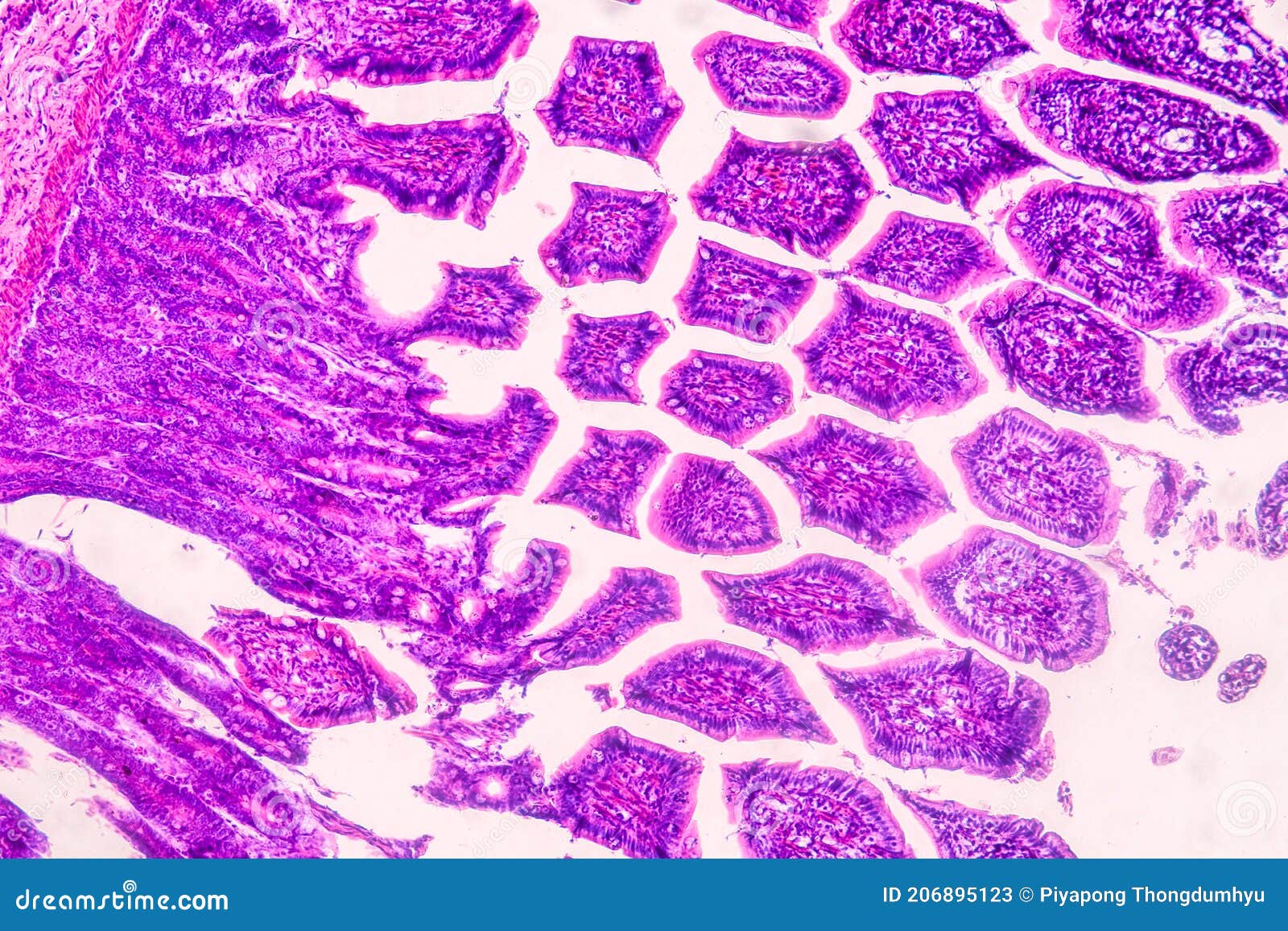 Histological Sample of Human Under the Microscope. Stock Image - Image ...