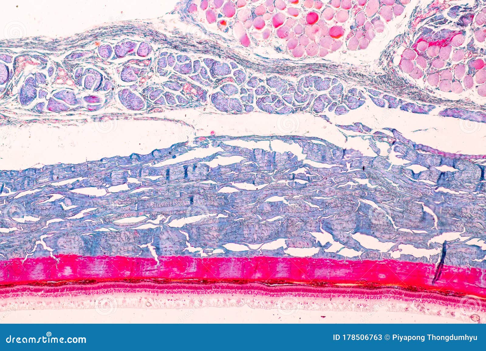 Education Anatomy and Histological Sample of Human Stock Image - Image ...