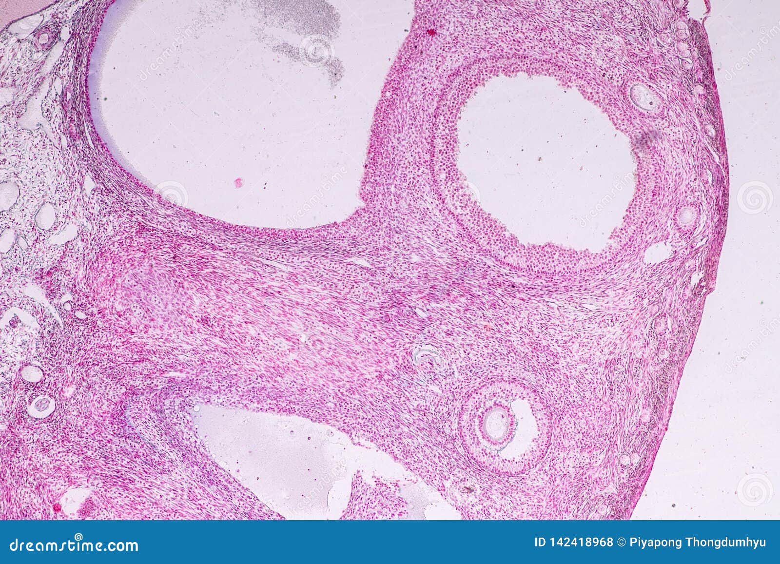 Ovary Histology