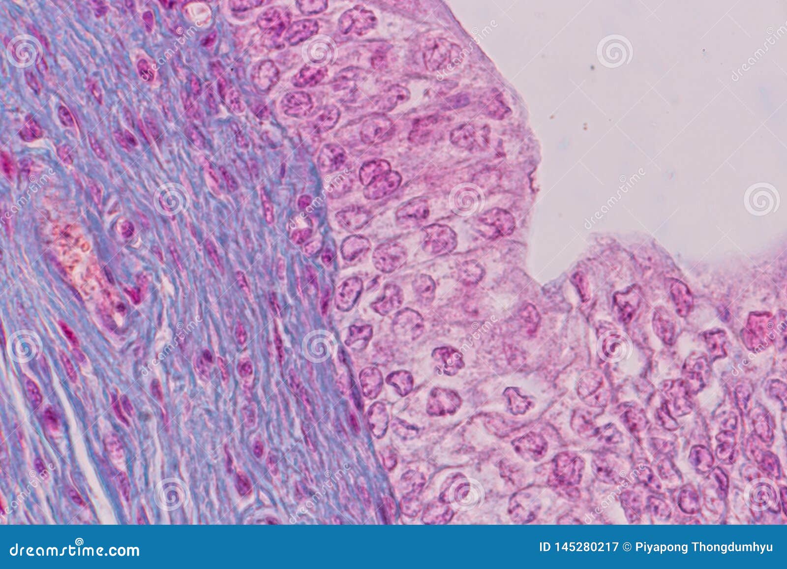 Education Anatomy and Physiology of Tongue Under the Microscopic. Stock ...