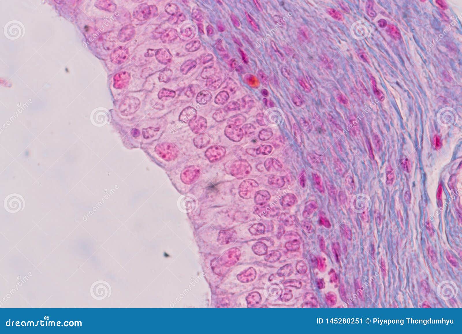Education Anatomy and Physiology of Tongue Under the Microscopic. Stock ...