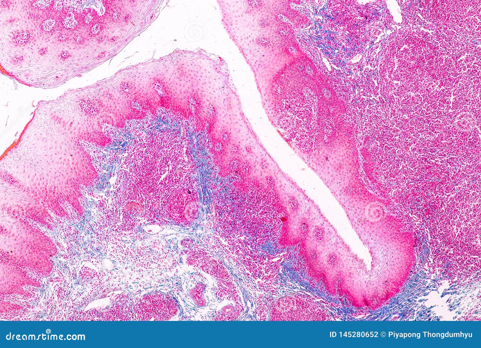 Education Anatomy and Physiology of Tongue Under the Microscopic. Stock ...