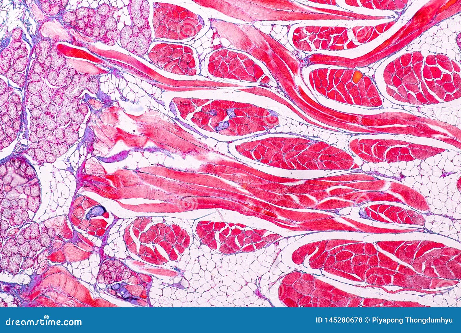 Education Anatomy and Physiology of Tongue Under the Microscopic. Stock ...