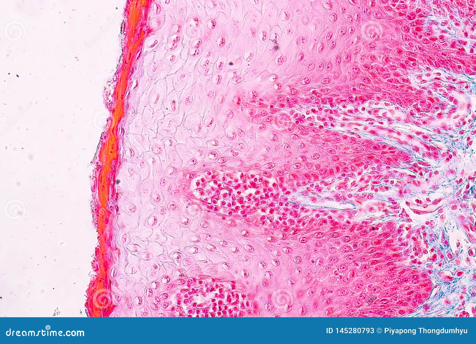 Education Anatomy and Physiology of Tongue Under the Microscopic. Stock ...