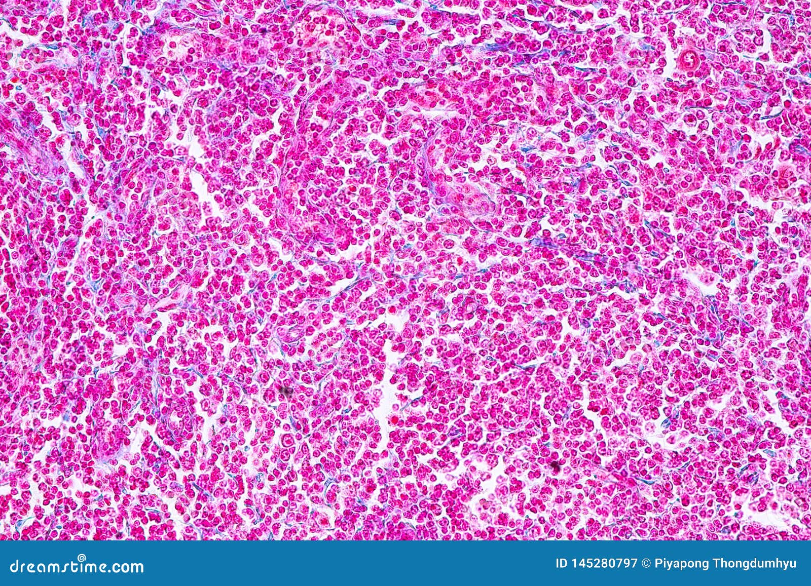 Education Anatomy and Physiology of Tongue Under the Microscopic. Stock ...