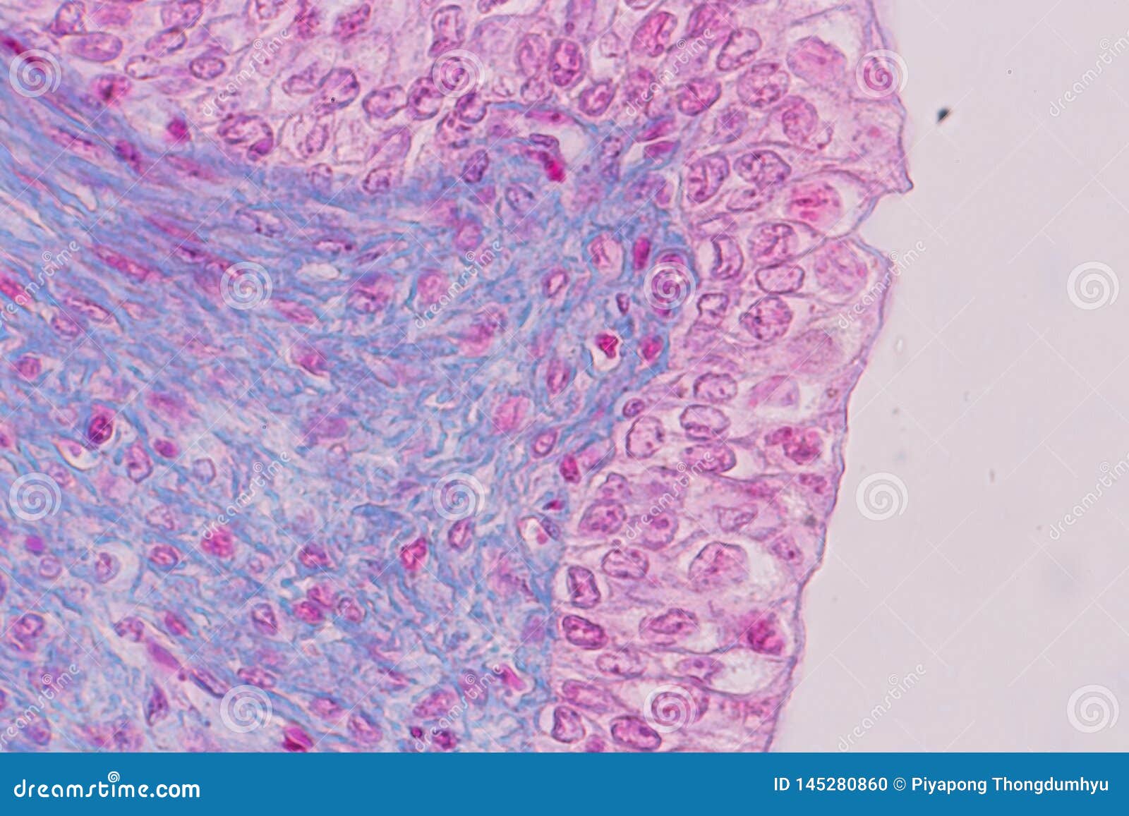Education Anatomy and Physiology of Tongue Under the Microscopic. Stock ...