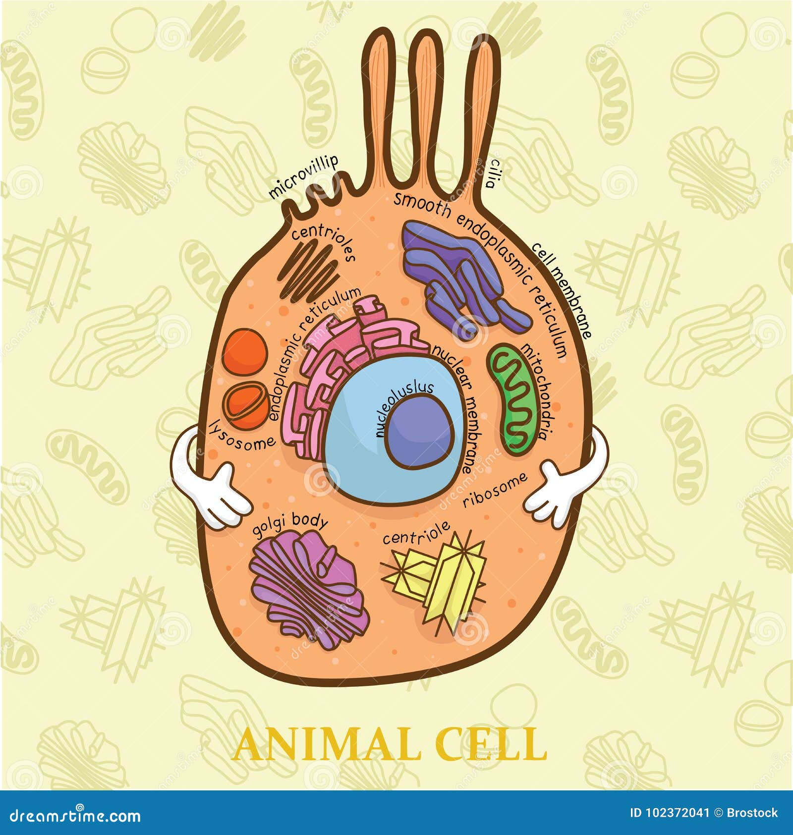 Education Chart of Biology for Animal Cell Diagram Stock Vector ...