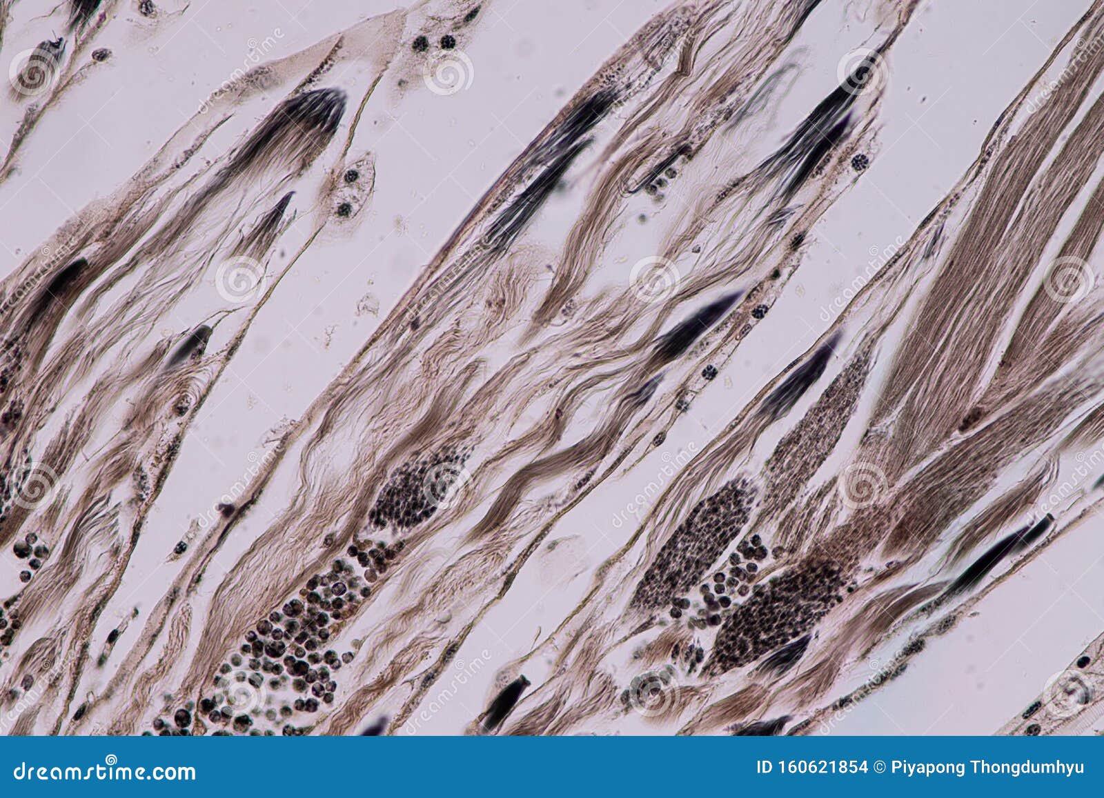 Grasshopper Testis Under the Microscope in Lab. Stock Photo - Image of ...