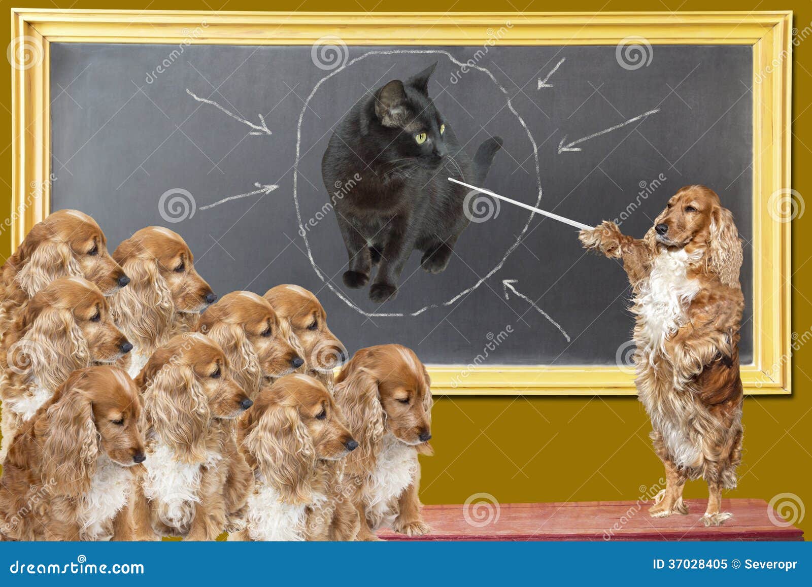 Education lesson for dogs stock image. Image of show - 37028405
