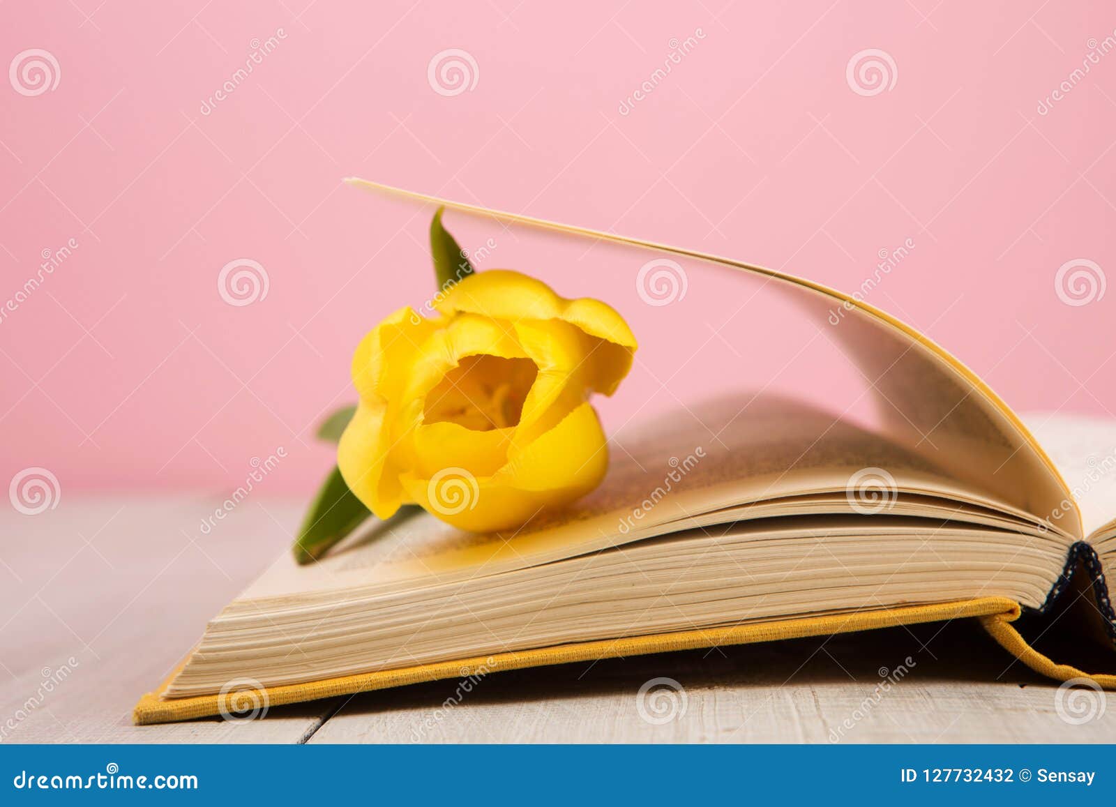 Education and Reading Concept - Open Book with Flower Leafs Stock Photo ...