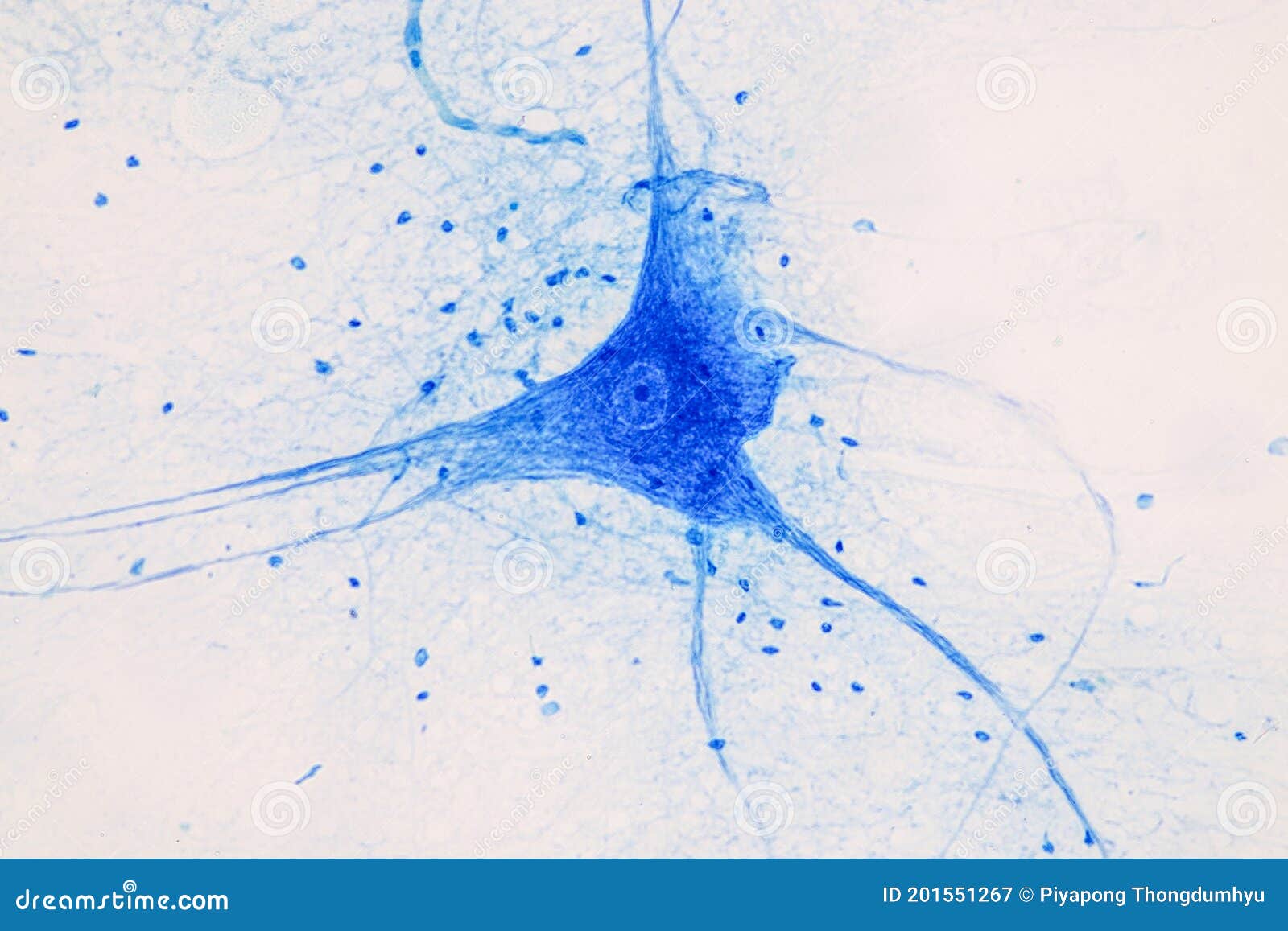 Neuron Light Microscope