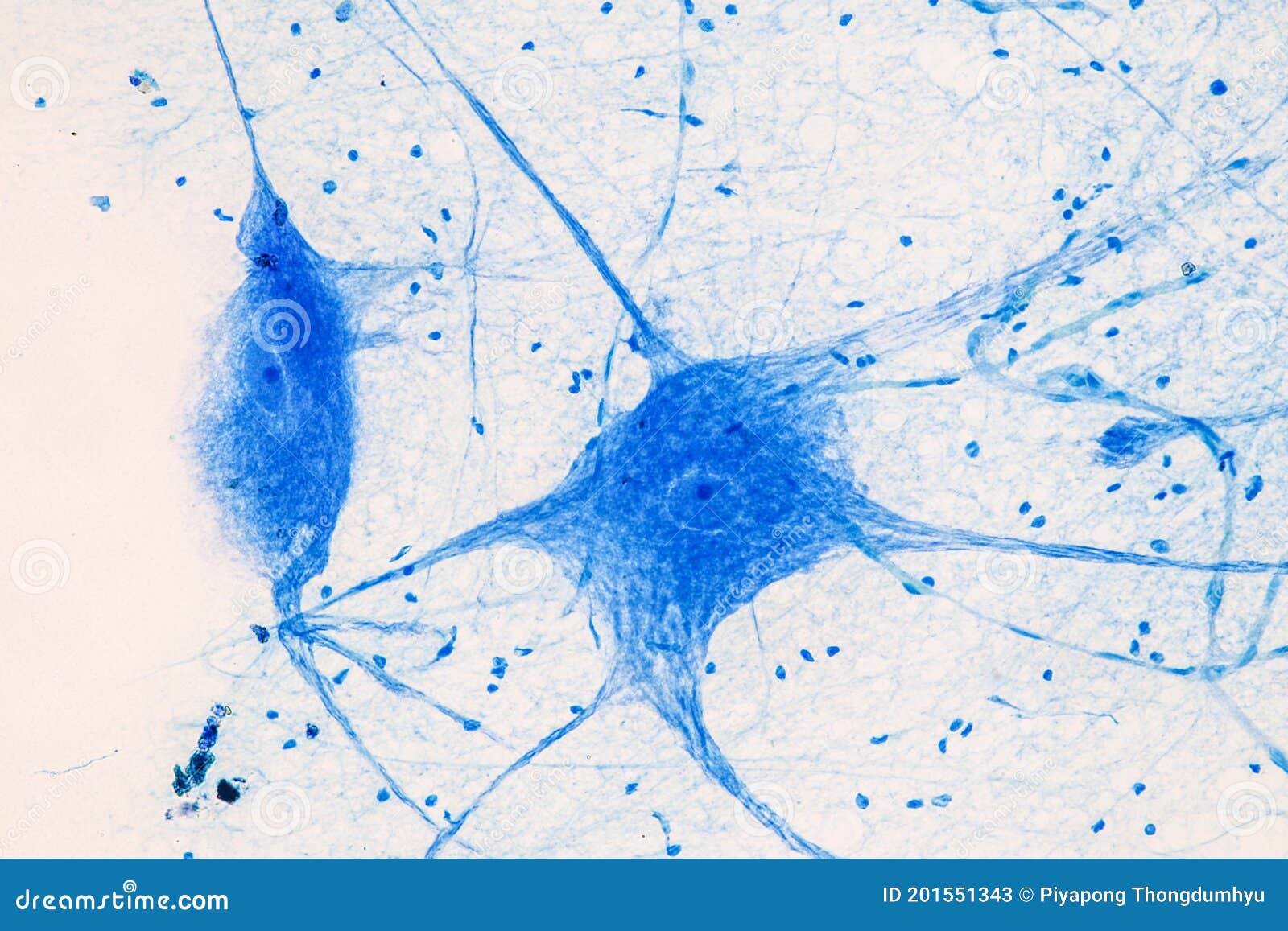 Human Nerve Cells Under Microscope