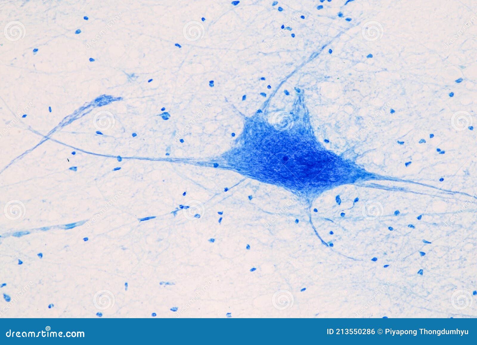 Spinal Cord, Nerve, Cerebellum, Cortex and Motor Neuron Human Under the ...