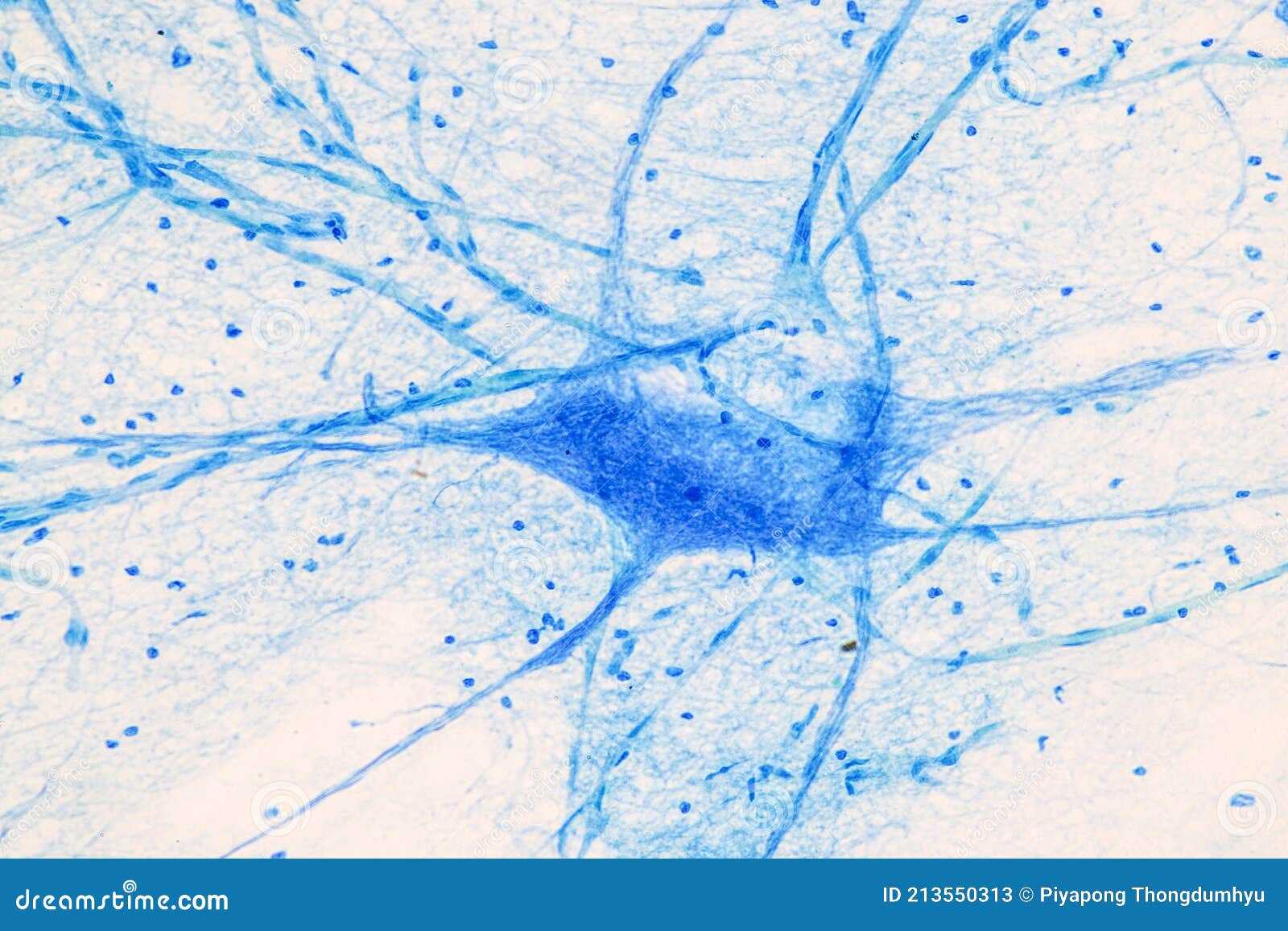 Spinal Cord, Nerve, Cerebellum, Cortex and Motor Neuron Human Under the ...