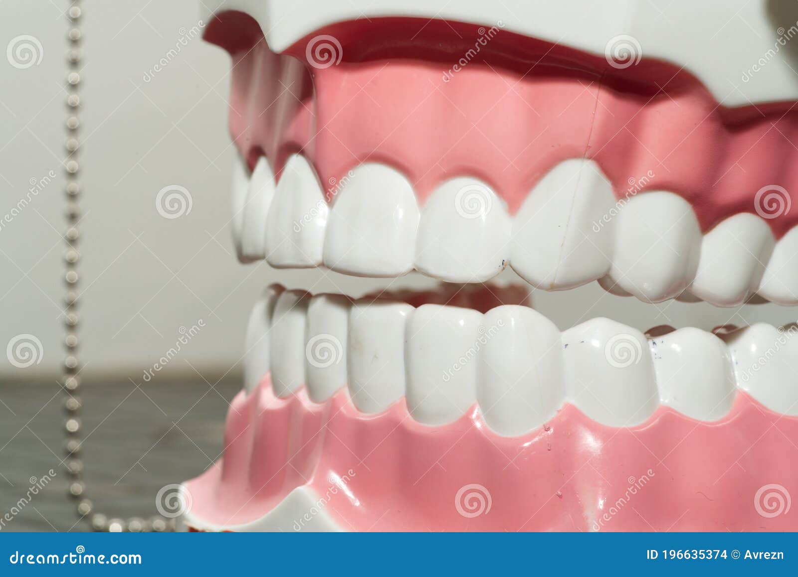Educational Dental Model, Jaws with White Teeth Close Up, Front Angle ...