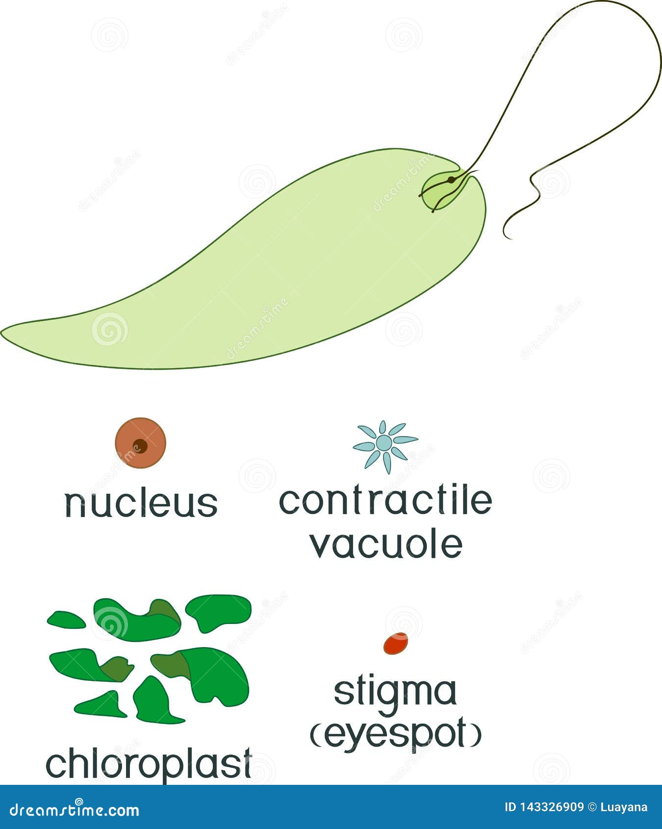 Euglena Cloudlab Quantifying Euglena Response To Light