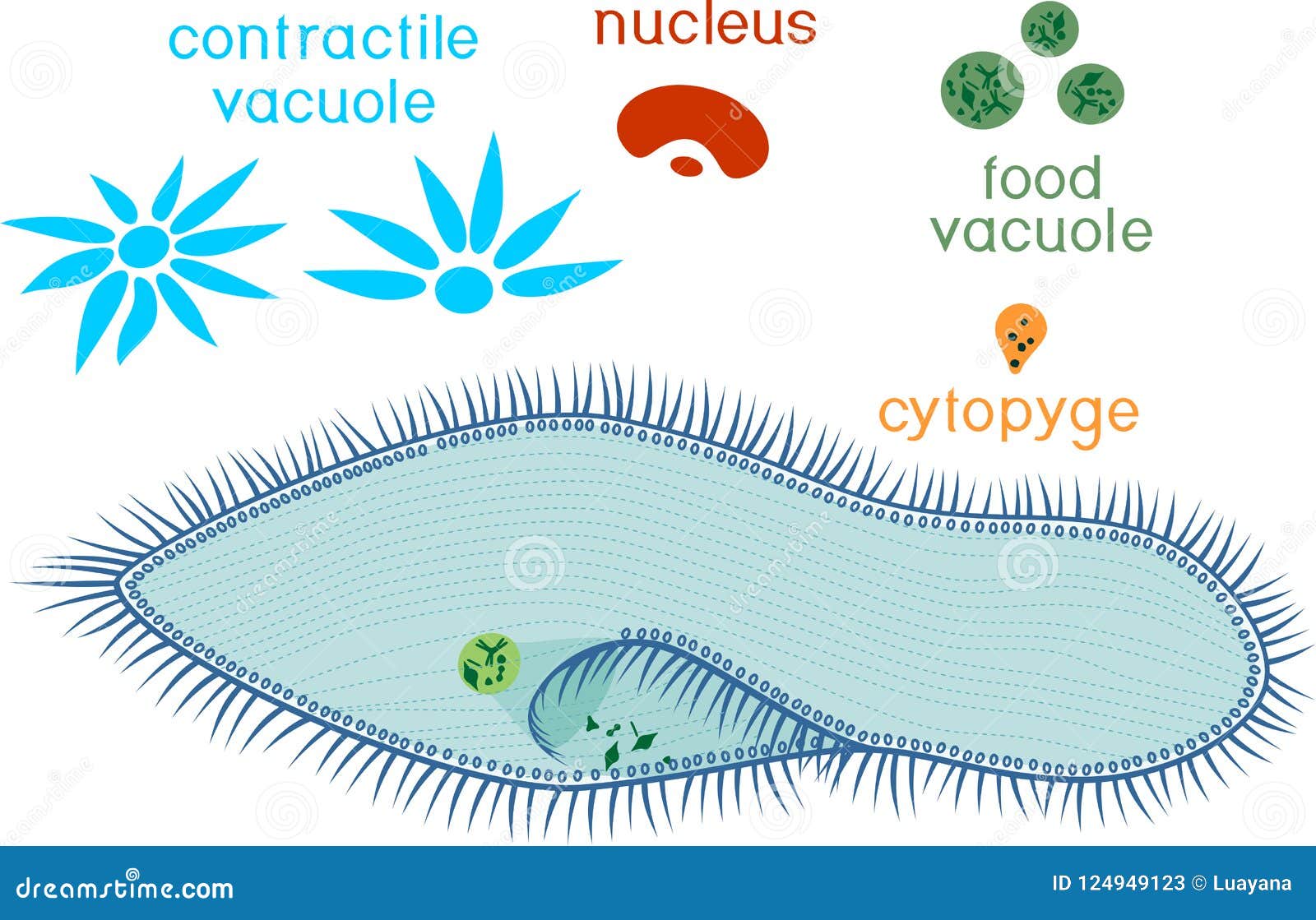 Educational Game: Assembling Paramecium Caudatum from Ready-made ...