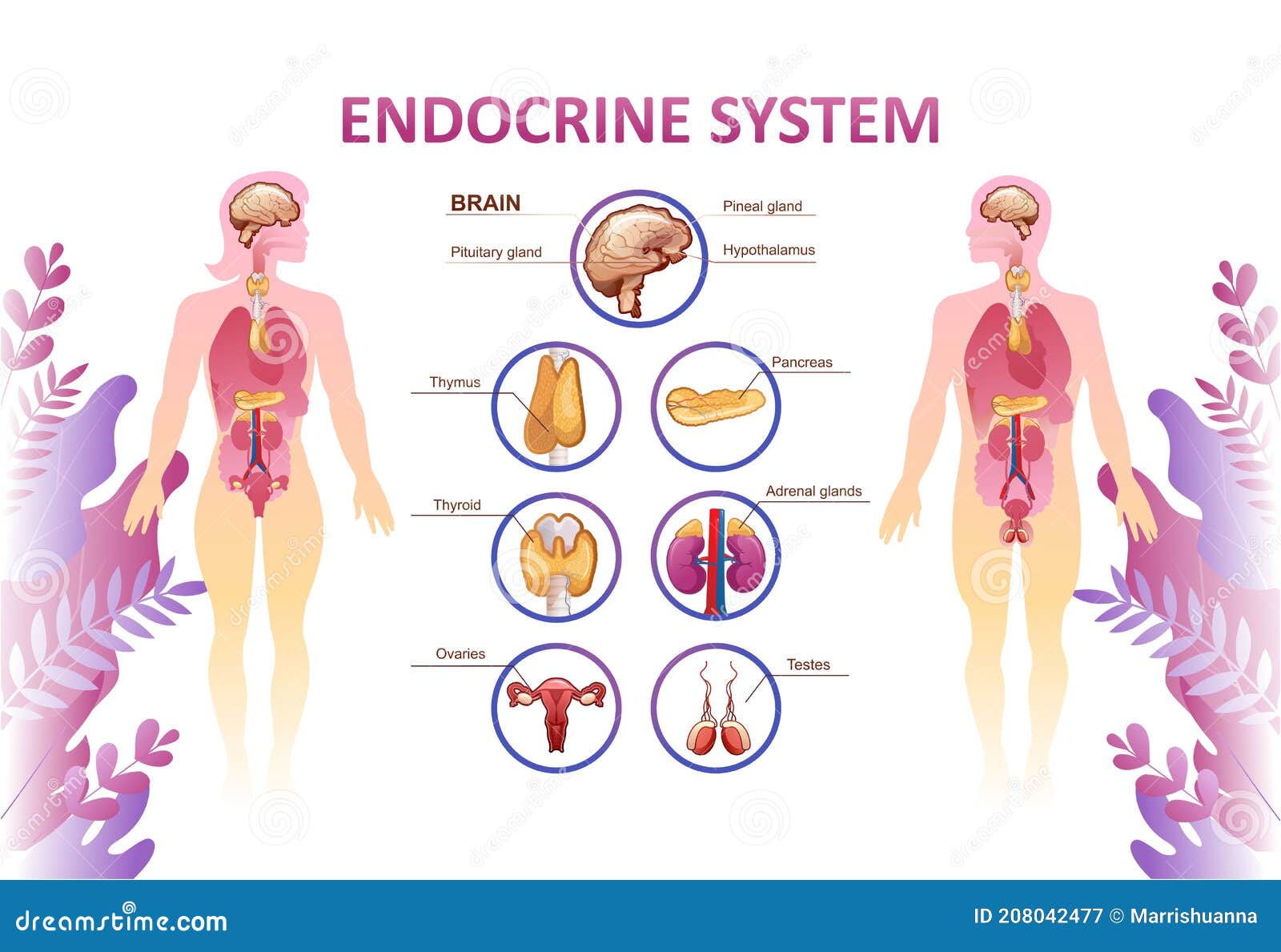 Human Endocrine System Organs Poster Stock Vector - Illustration of ...